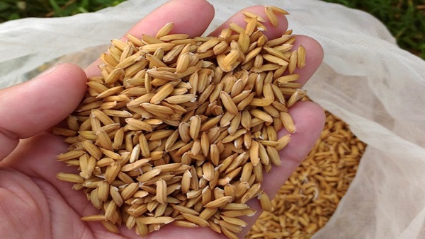 Centre Approves Uttarakhand's Millet Procurement Plan - Goodreturns